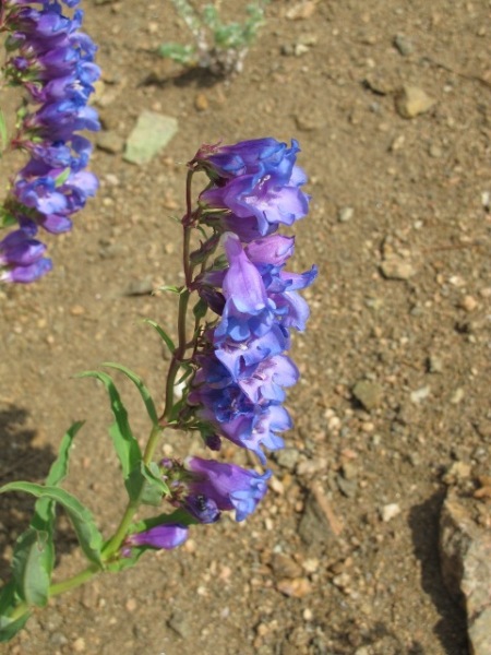 Penstemon