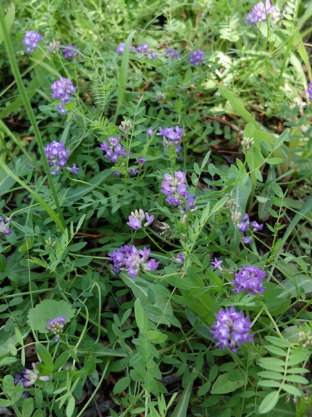 Blue/Purple Milkvetch : Astragalus spp.