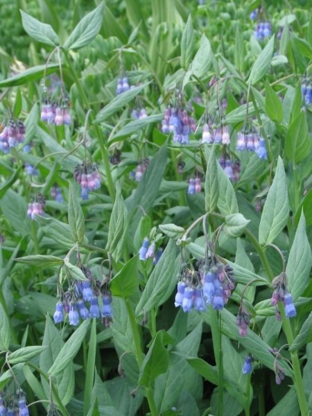 Chiming Bells : Mertensia