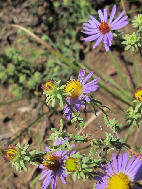 Aster
