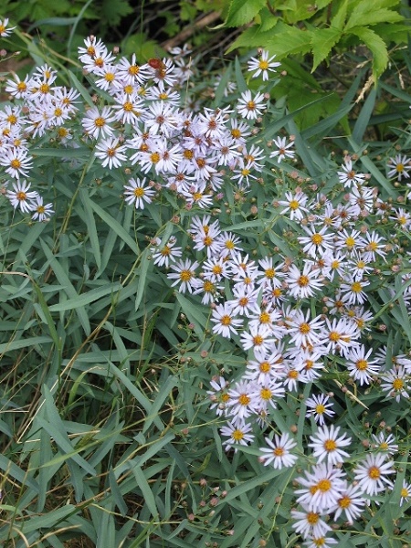 Aster