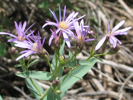 Aster