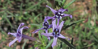 Blue Gilia : Ipomopsis spp.
