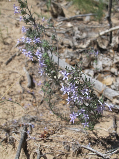 Blue Gilia : Ipomopsis spp.