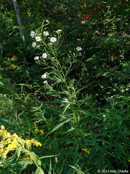 Aster