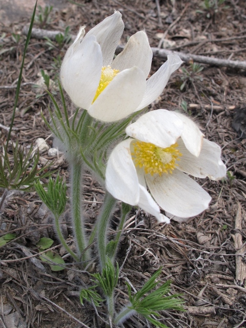 Pasque Flower : Pulsatilla patens