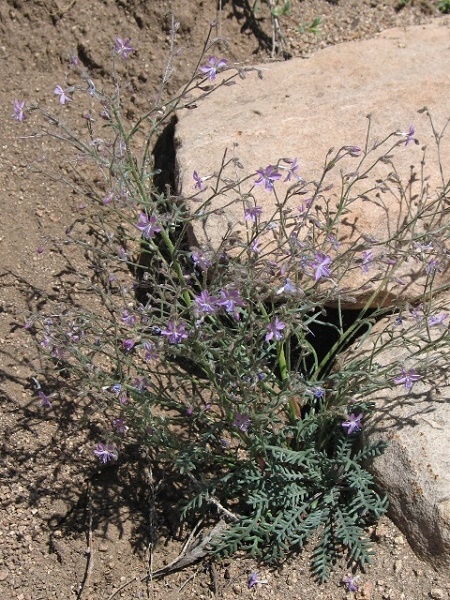 Blue Gilia : Ipomopsis spp.