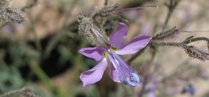 Blue Gilia : Ipomopsis spp.
