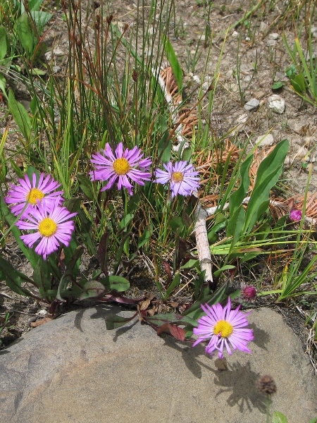 Aster