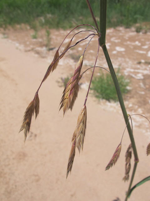 Brome : Bromus