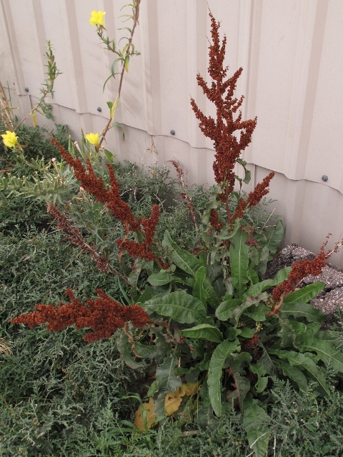 Dock : Rumex ssp