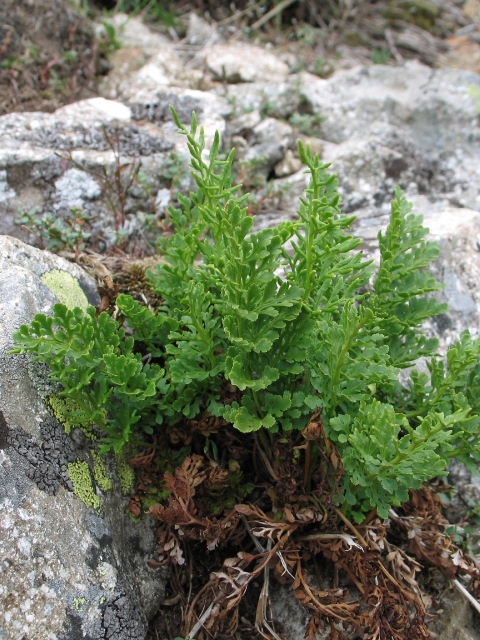 Rock Brake : Cryptogramma acrostichoides