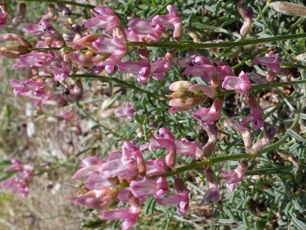 Pink/Purple Milkvetch : Astragalus spp.