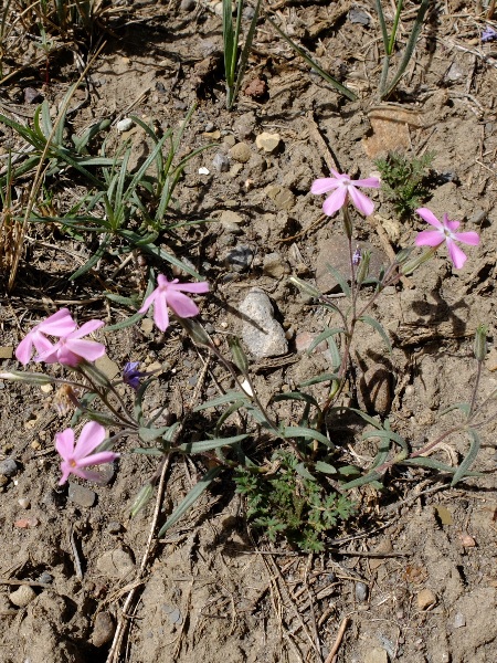 Longleaf Phlox : Phlox longifolia