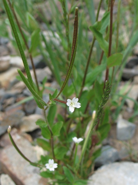 Willowherbs : Epilobium