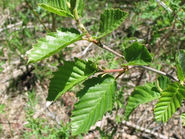 Mountain Alder : Alnus incana tenufolia