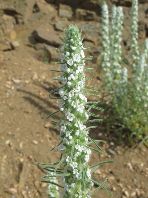 Miner's Candle : Cryptantha virgata (Oreocarya virgata)