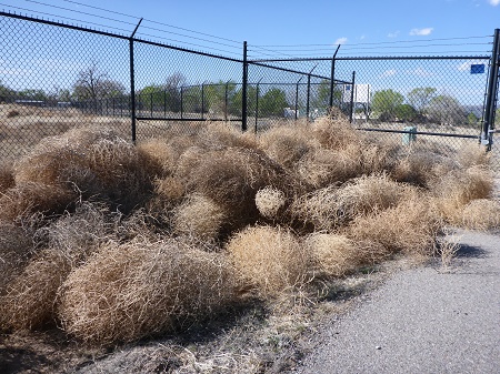 Russian Thistle : Salsola tragus