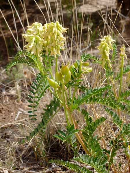 White Milkvetch : Astragalus