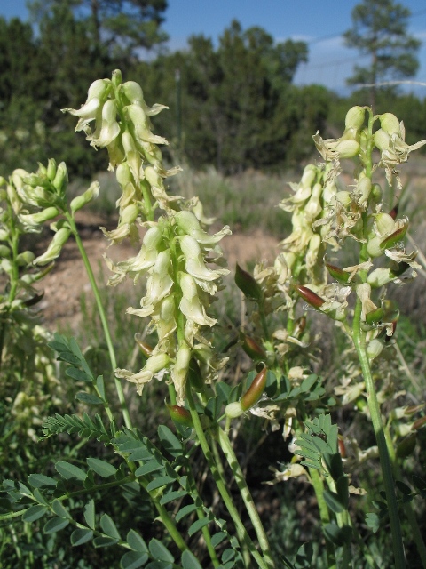 White Milkvetch : Astragalus