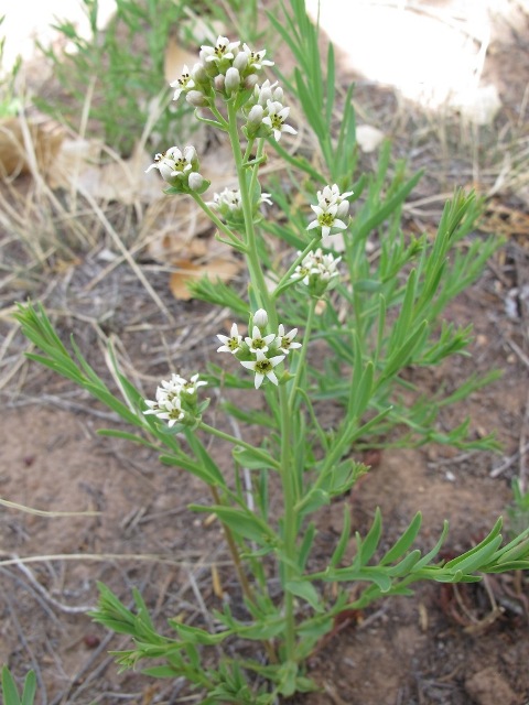 Bastard Toadflax : Comandra umbellata