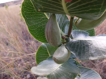 Milkweeds : Asclepias