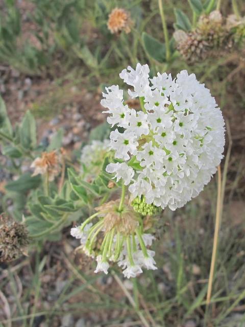 Snowball Sand Verbena : Abronia fragrans