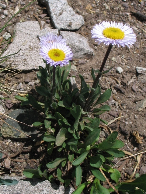 Daisy