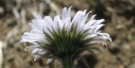 Daisy