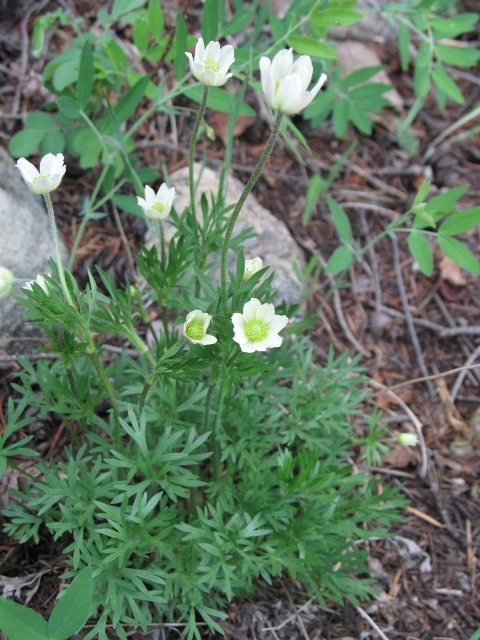 Pacific Anemone : Anemone multifida
