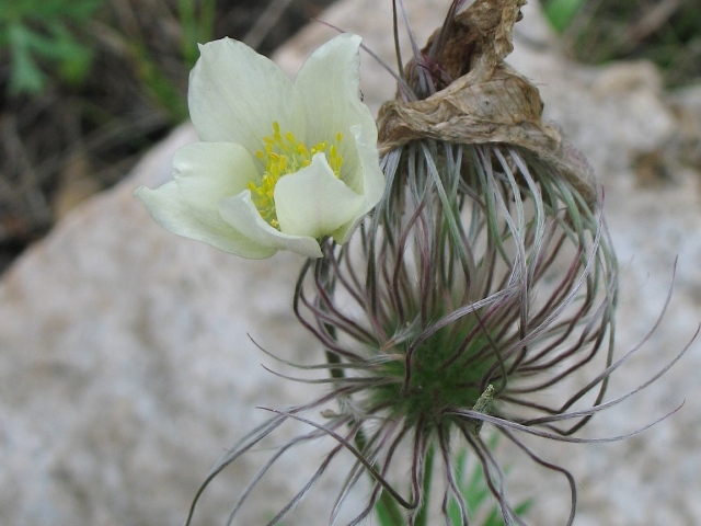 Pacific Anemone : Anemone multifida