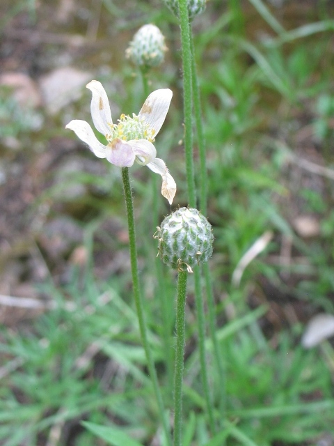 Pacific Anemone : Anemone multifida