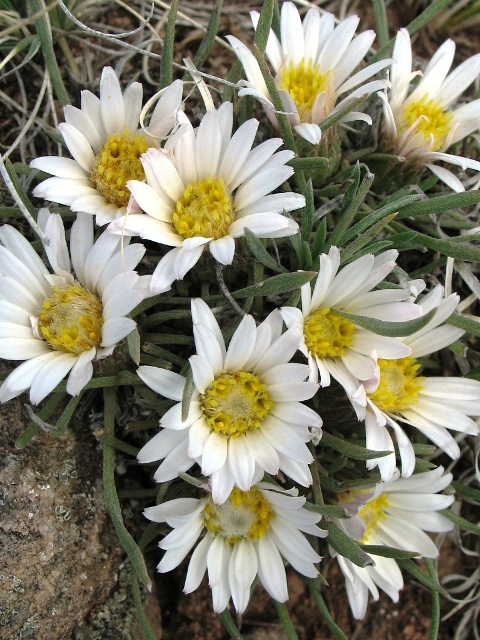Townsend Daisies : Townsendia spp.