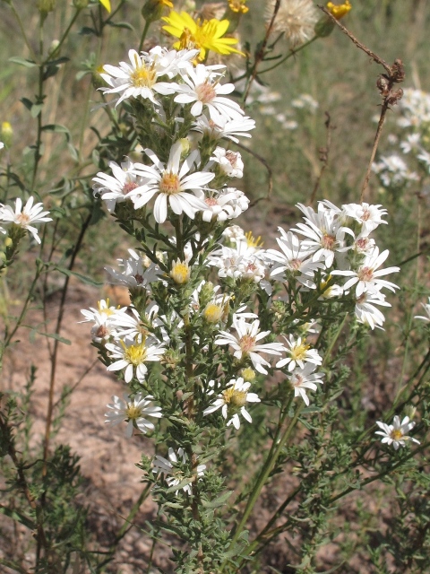Asters