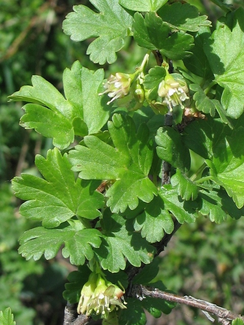 Wild Gooseberry : Ribes inerme