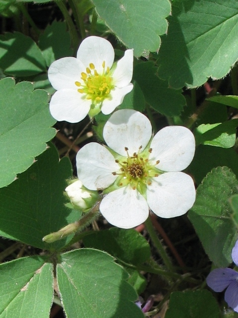 Wild Strawberry : Fragaria virginiana
