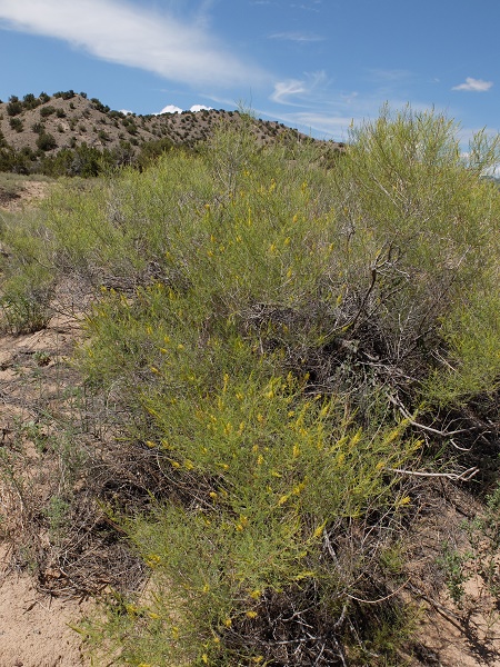 Parryella filifolia : Common Dunebroom