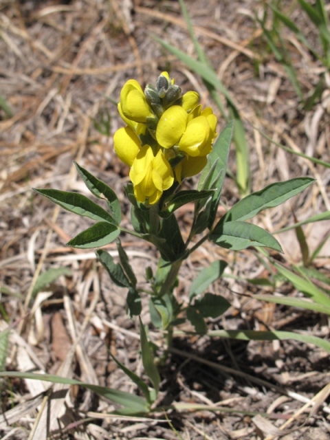 Golden Banner : Thermopsis divaricarpa