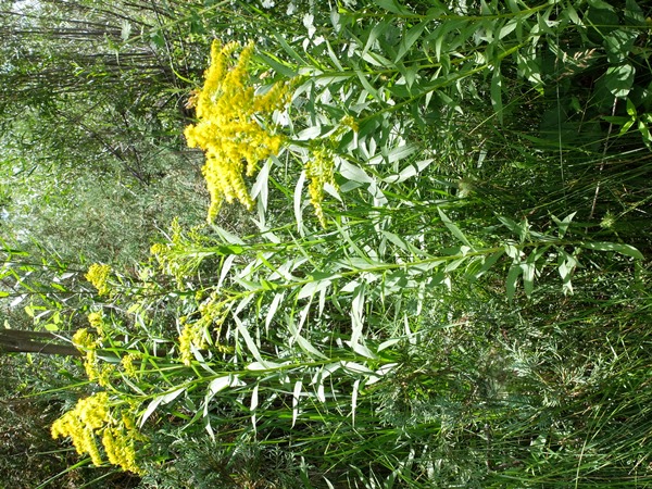 Goldenrod : Solidago