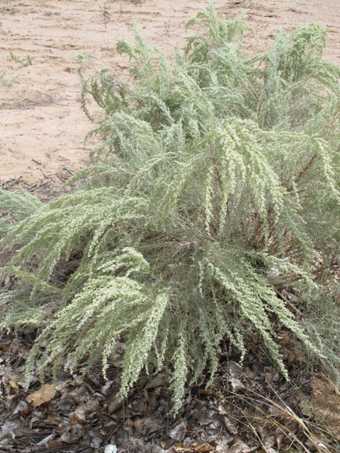 Sagebrush : Artemisia