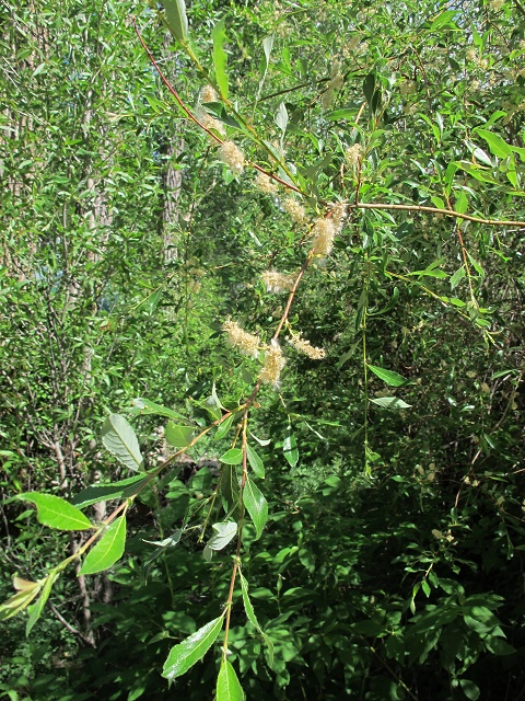 Willows - Salix