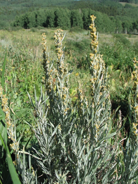 Sagebrush : Artemisia
