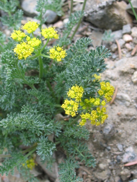 Parsley