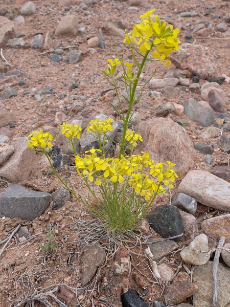 Wallflower : Erysimum capitatum