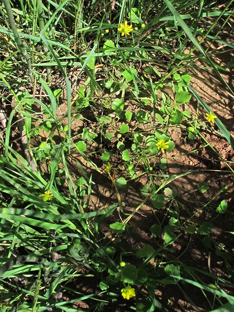 Buttercups : Ranunculus ssp.