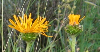 Goldenweed : Pyrrocoma spp.