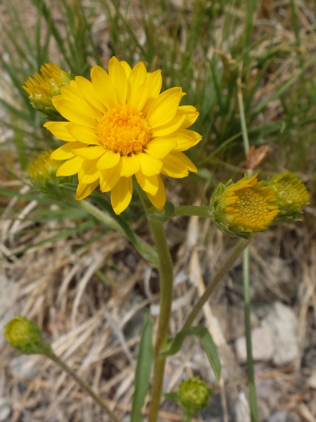 Goldenweed : Pyrrocoma spp.