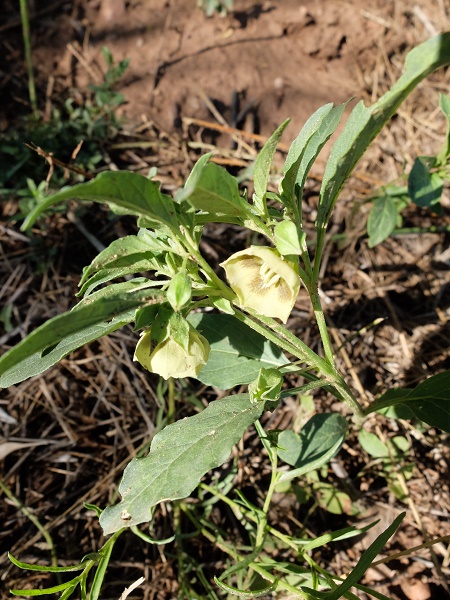 Groundcherry : Physalis spp