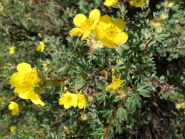 Cinquefoils : Potentilla