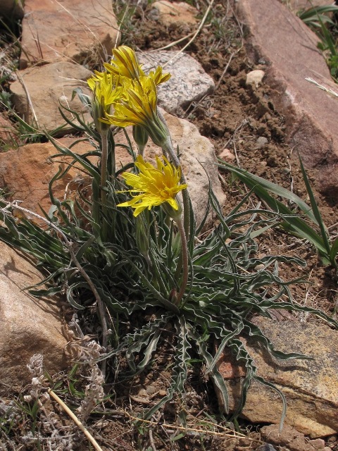 Dandelions